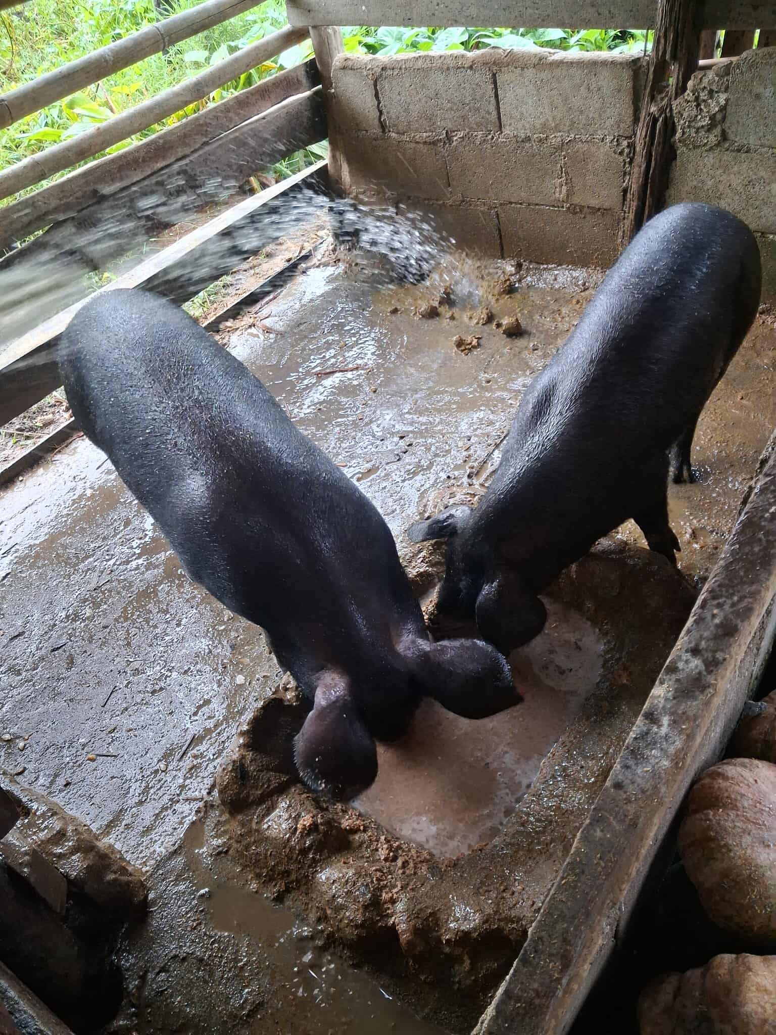 Pig farming career project | Compassion Causes